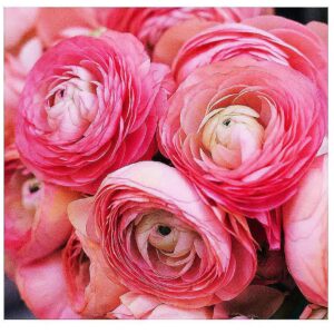 Mixed Peony Ranunculus -12 Largest Size Corms Bulbs