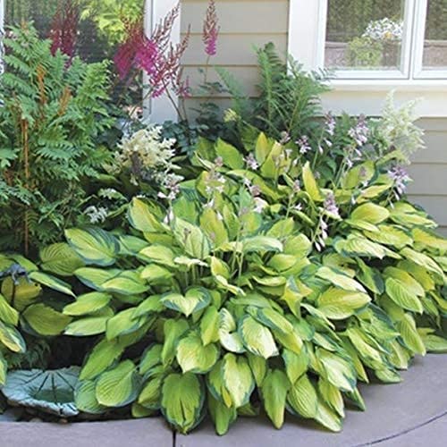 Amazing Deal - 24 Hosta Bare Roots Plants w/Planting Shovel - Mixed Heart-Shaped, Rich Green Foliage, Attracts Butterflies, Hummingbirds & Pollinators, Low Maintenance & Extremely Hardy - Zones 3–9