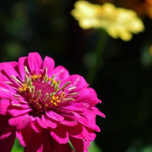 250 California Giants Zinnia Seeds for Planting - Heirloom Non-GMO USA Grown Premium Flower Seeds - Mix of Red, Orange, Yellow, White, Pink, and Purple Flowers - Attracts Butterflies by RDR Seeds