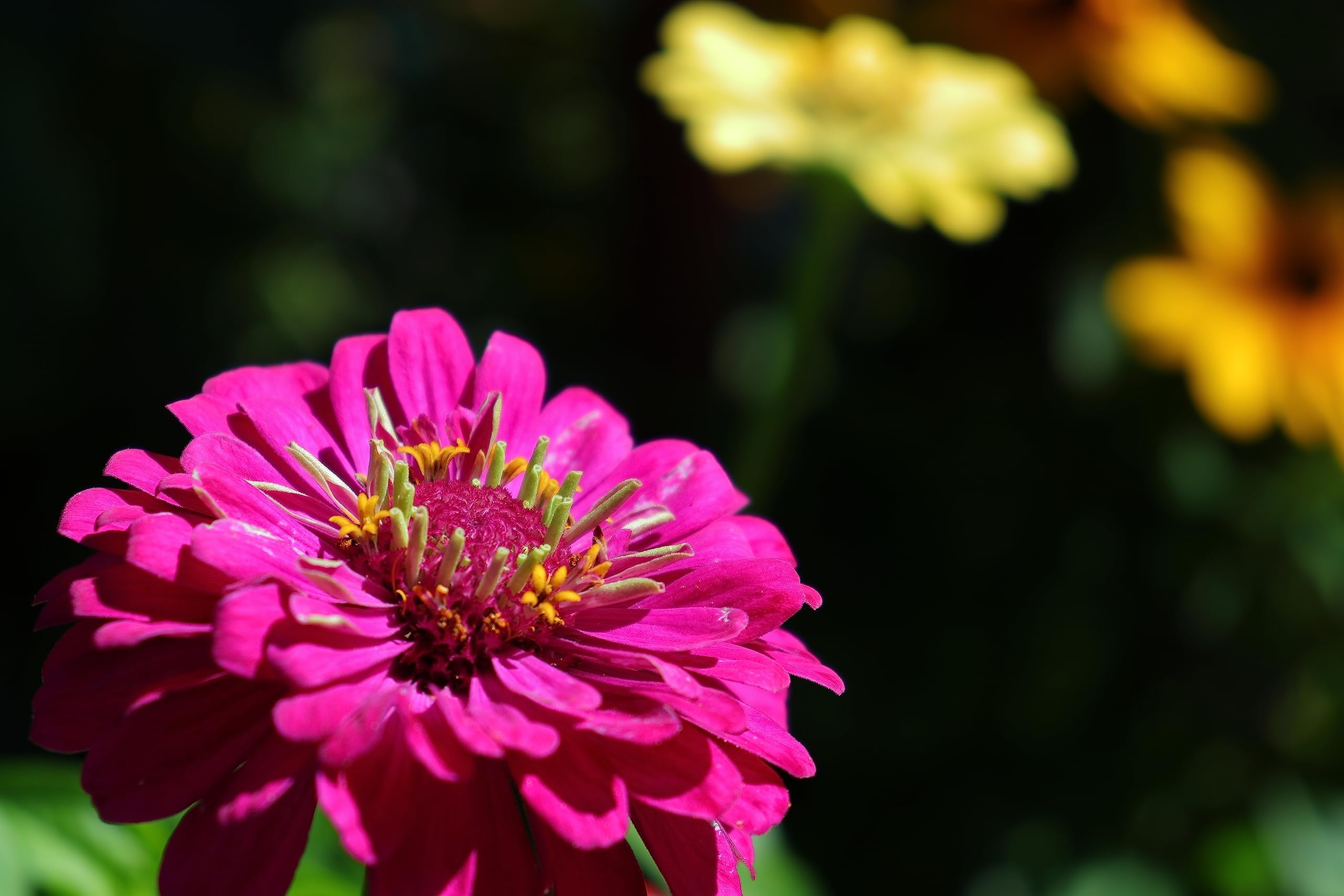 250 California Giants Zinnia Seeds for Planting - Heirloom Non-GMO USA Grown Premium Flower Seeds - Mix of Red, Orange, Yellow, White, Pink, and Purple Flowers - Attracts Butterflies by RDR Seeds