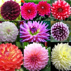 rare beautiful perennial mixing color dahlia flowers seeds 100pcs