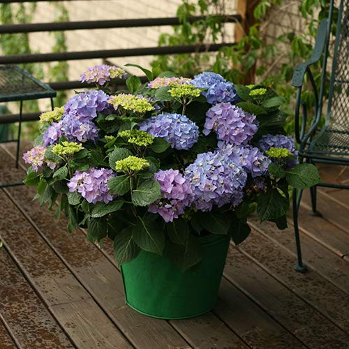 Proven Winner Let's Dance Rhythmic Hydrangea, 2 Gallon, Lustrous Green Foliage with Rich Blue Blooms