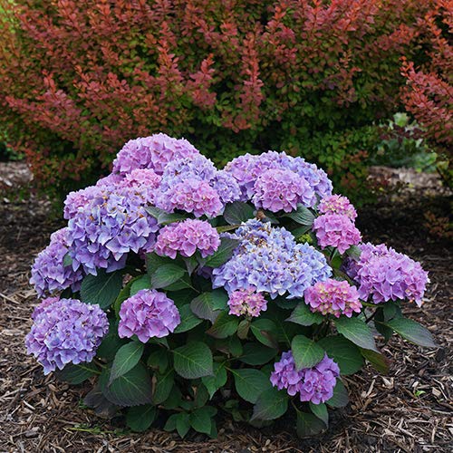 Proven Winner Let's Dance Rhythmic Hydrangea, 2 Gallon, Lustrous Green Foliage with Rich Blue Blooms