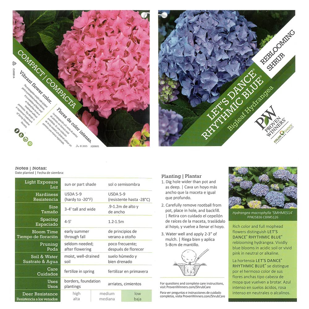 Proven Winner Let's Dance Rhythmic Hydrangea, 2 Gallon, Lustrous Green Foliage with Rich Blue Blooms