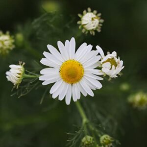 Bonnie Plants Chamomile 19.3 oz. 4-Pack