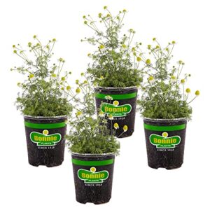 Bonnie Plants Chamomile 19.3 oz. 4-Pack