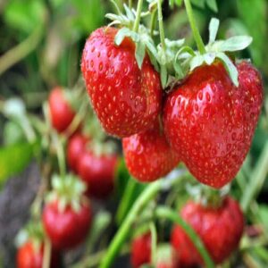 (best) sparkle june bearing 10 live strawberry plants, non gmo,, ready to ship