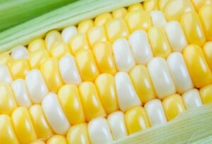 peaches and cream sweet corn seeds 250+ seeds