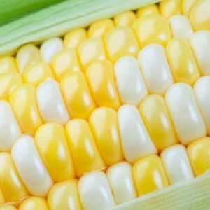 Peaches and Cream Sweet Corn Seeds 250+ Seeds