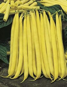 yellow cherokee wax bush bean seeds - 50 count seed pack - produces beans with a tender, slightly nutty flavor. - country creek llc