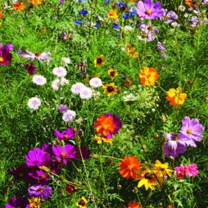 Bentley Seeds Pollinator Seed Mix - Pre-Filled, Non-GMO, Non-Coated Butterfly Seed Packets - 25 Annual Wildflower Seed Packs - Perfect Eco-Friendly Gift