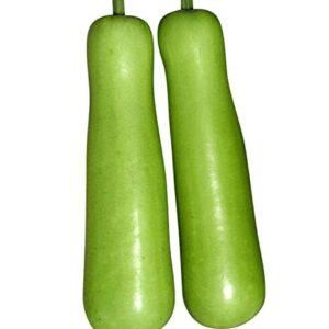 20+ Long Bottle Gourd Seeds Edible Asian Indian Opo Squash Dudi Calabash Long Melon