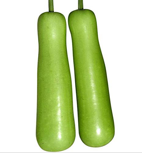 20+ Long Bottle Gourd Seeds Edible Asian Indian Opo Squash Dudi Calabash Long Melon