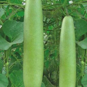 20+ Long Bottle Gourd Seeds Edible Asian Indian Opo Squash Dudi Calabash Long Melon