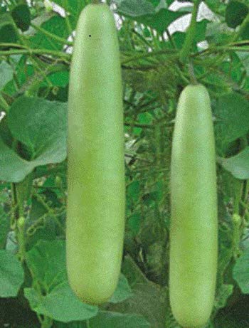 20+ Long Bottle Gourd Seeds Edible Asian Indian Opo Squash Dudi Calabash Long Melon