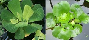 2 water lettuce + 2 water hyacinth bundle - floating live pond plants