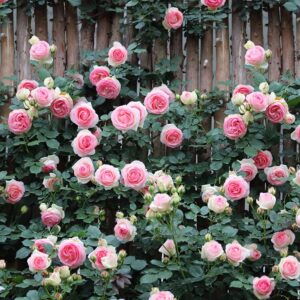 vaacnee 100pcs pink climbing rose vine seeds - amazing growth and beautiful roses