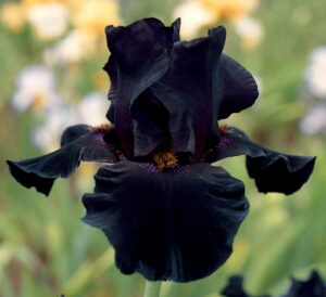 old black magic tall bearded iris plant potted - fragrant black flowers - easy to grow garden perennial