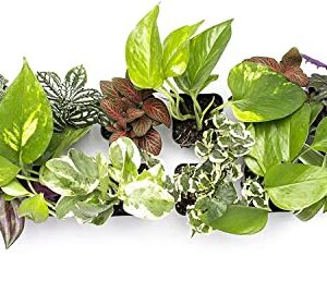 Altman Plants Live Houseplants (6PK), Indoor Plants for Delivery Prime, Live Plants and Gardening Gifts for Plant Lovers, Planters for Indoor Plants with Potting Soil, Live House Plants Indoors Live