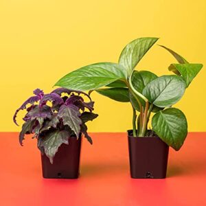 Altman Plants Live Houseplants (6PK), Indoor Plants for Delivery Prime, Live Plants and Gardening Gifts for Plant Lovers, Planters for Indoor Plants with Potting Soil, Live House Plants Indoors Live