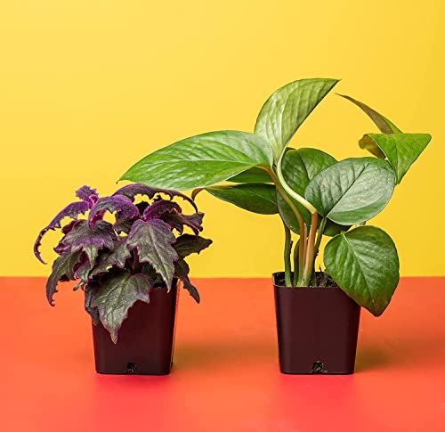 Altman Plants Live Houseplants (6PK), Indoor Plants for Delivery Prime, Live Plants and Gardening Gifts for Plant Lovers, Planters for Indoor Plants with Potting Soil, Live House Plants Indoors Live