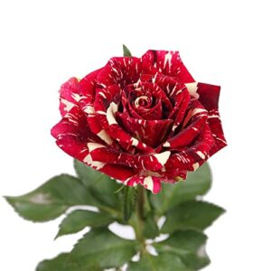 Rose Plants Live Ready to Plant Outdoors Seedlings,Dark Red Stripes Rose Bush,Multi Colours Rose Hedging,Home Garden Yard Decor Blooms,Easy Planting (1 Plant ,No Pot Include)