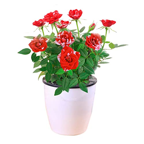 Rose Plants Live Ready to Plant Outdoors Seedlings,Dark Red Stripes Rose Bush,Multi Colours Rose Hedging,Home Garden Yard Decor Blooms,Easy Planting (1 Plant ,No Pot Include)