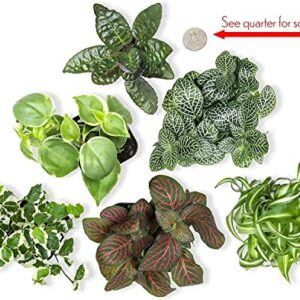 Altman Plants Live Houseplants (6PK), Indoor Plants for Delivery Prime, Live Plants and Gardening Gifts for Plant Lovers, Planters for Indoor Plants with Potting Soil, Live House Plants Indoors Live