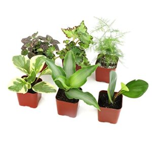 Altman Plants Live Houseplants (6PK), Indoor Plants for Delivery Prime, Live Plants and Gardening Gifts for Plant Lovers, Planters for Indoor Plants with Potting Soil, Live House Plants Indoors Live