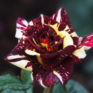 Rose Plants Live Ready to Plant Outdoors Seedlings,Dark Red Stripes Rose Bush,Multi Colours Rose Hedging,Home Garden Yard Decor Blooms,Easy Planting (1 Plant ,No Pot Include)