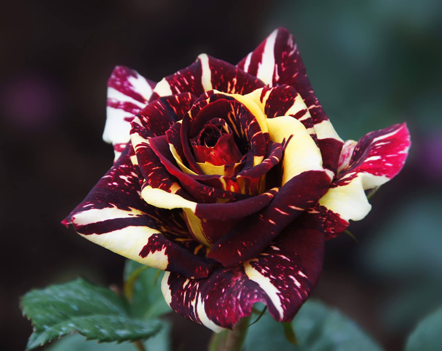 Rose Plants Live Ready to Plant Outdoors Seedlings,Dark Red Stripes Rose Bush,Multi Colours Rose Hedging,Home Garden Yard Decor Blooms,Easy Planting (1 Plant ,No Pot Include)