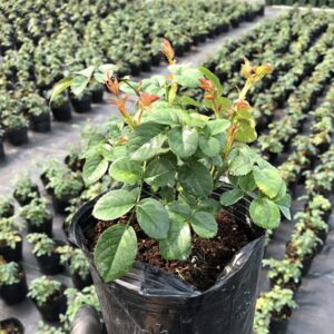 Rose Plants Live Ready to Plant Outdoors Seedlings,Dark Red Stripes Rose Bush,Multi Colours Rose Hedging,Home Garden Yard Decor Blooms,Easy Planting (1 Plant ,No Pot Include)