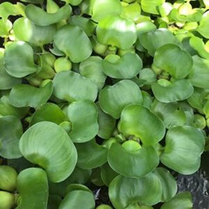 Bundle of 3 Water Hyacinth Floating Pond Plants Live Aquatic Plant Great for Koi Ponds Flowering and Fast Growing Hyacinths Cannot Ship to Some States (3)