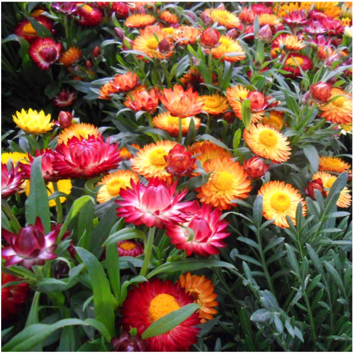 Seed Needs, Strawflower Seeds - 1,000 Heirloom Seeds for Planting Xerochrysum bracteatum - Mixture of Colorful Wildflowers to Attract Pollinators (1 Pack)