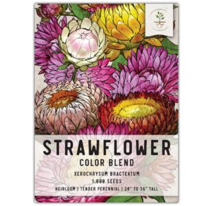 seed needs, strawflower seeds - 1,000 heirloom seeds for planting xerochrysum bracteatum - mixture of colorful wildflowers to attract pollinators (1 pack)