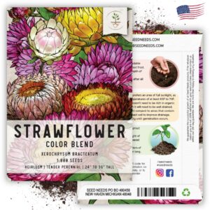 Seed Needs, Strawflower Seeds - 1,000 Heirloom Seeds for Planting Xerochrysum bracteatum - Mixture of Colorful Wildflowers to Attract Pollinators (1 Pack)