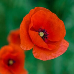 The Old Farmer's Almanac Poppy Seeds (American Legion) - Approx 5000 Flower Seeds - Premium Non-GMO, Open Pollinated, USA Origin