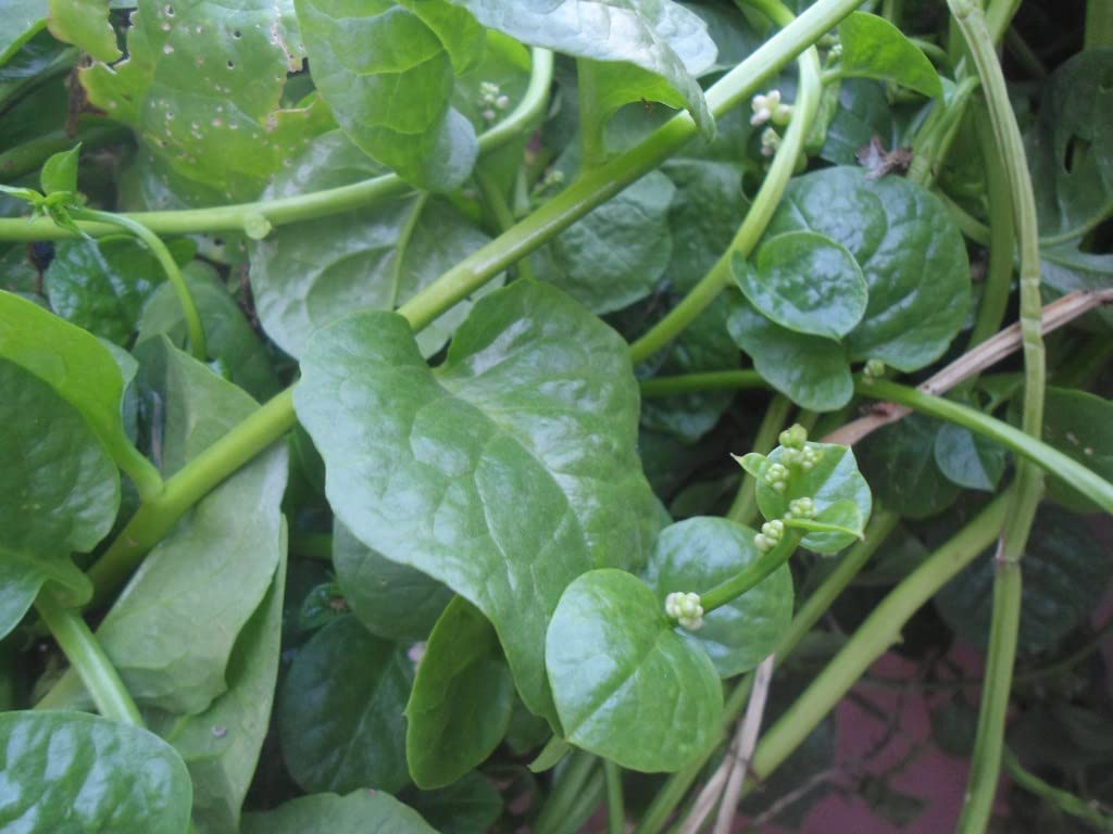 Gaea's Blessing Seeds - Malabar Spinach Seeds - Non-GMO Seeds with Easy to Follow Planting Instructions - Heirloom Big Round Leaf Malabar - 93% Germination Rate