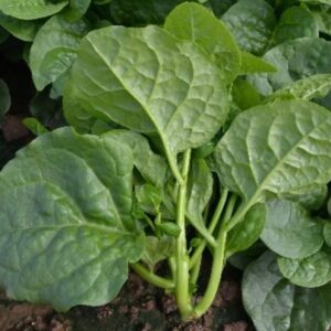 Gaea's Blessing Seeds - Malabar Spinach Seeds - Non-GMO Seeds with Easy to Follow Planting Instructions - Heirloom Big Round Leaf Malabar - 93% Germination Rate