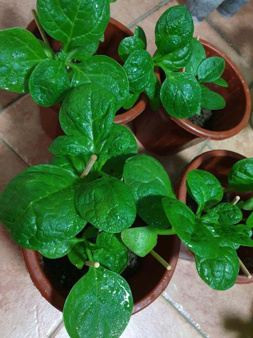 Gaea's Blessing Seeds - Malabar Spinach Seeds - Non-GMO Seeds with Easy to Follow Planting Instructions - Heirloom Big Round Leaf Malabar - 93% Germination Rate