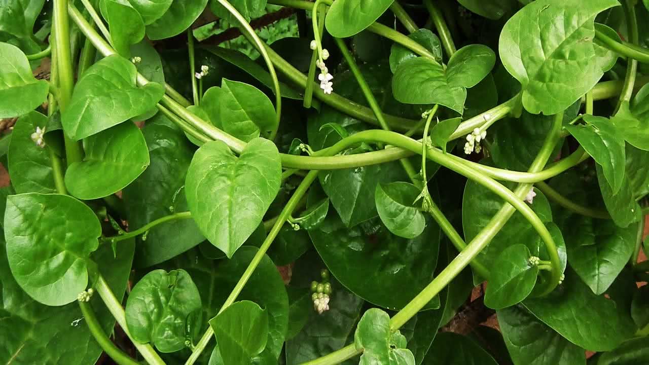 Gaea's Blessing Seeds - Malabar Spinach Seeds - Non-GMO Seeds with Easy to Follow Planting Instructions - Heirloom Big Round Leaf Malabar - 93% Germination Rate