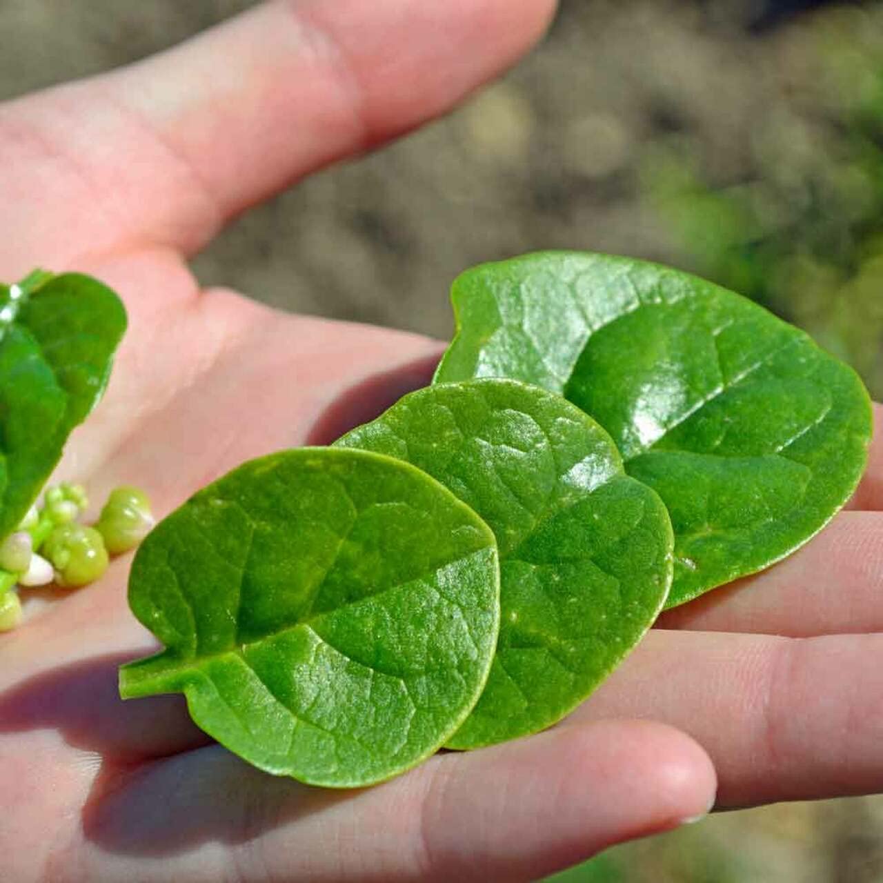 Gaea's Blessing Seeds - Malabar Spinach Seeds - Non-GMO Seeds with Easy to Follow Planting Instructions - Heirloom Big Round Leaf Malabar - 93% Germination Rate