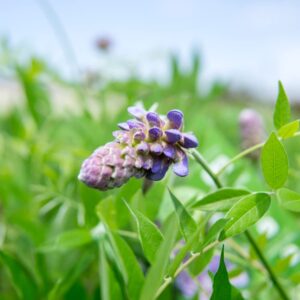 PERFECT PLANTS Amethyst Falls Wisteria Vine 1 Gallon | Live Shrub for Outdoor Planting | Fast Growing Vines for Trellis or Fence | Beautiful Purple Flowers During Spring & Summer