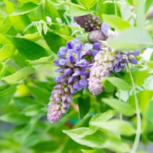 PERFECT PLANTS Amethyst Falls Wisteria Vine 1 Gallon | Live Shrub for Outdoor Planting | Fast Growing Vines for Trellis or Fence | Beautiful Purple Flowers During Spring & Summer