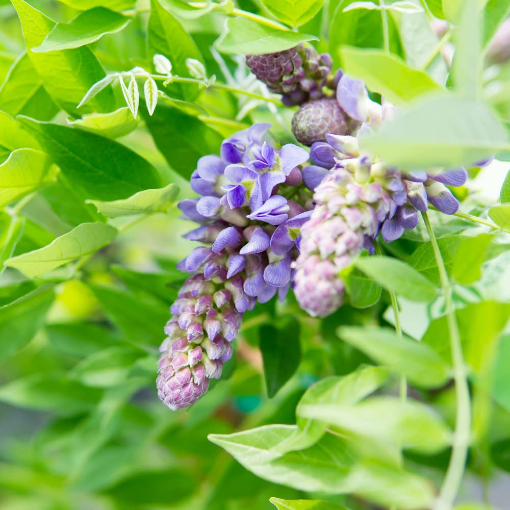 PERFECT PLANTS Amethyst Falls Wisteria Vine 1 Gallon | Live Shrub for Outdoor Planting | Fast Growing Vines for Trellis or Fence | Beautiful Purple Flowers During Spring & Summer