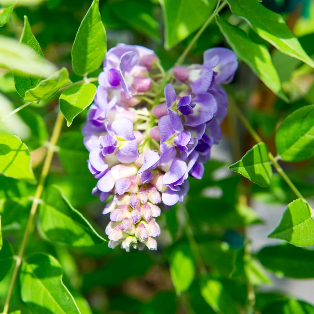 PERFECT PLANTS Amethyst Falls Wisteria Vine 1 Gallon | Live Shrub for Outdoor Planting | Fast Growing Vines for Trellis or Fence | Beautiful Purple Flowers During Spring & Summer