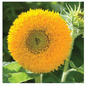 Teddy Bear - Fluffy, Giant Sunflower Seeds - 30 Seeds - Up to 7' Tall