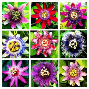 99roadsgarden passion flower seeds mixed color 50+ passion fruit seeds - vine perennial flower seeds