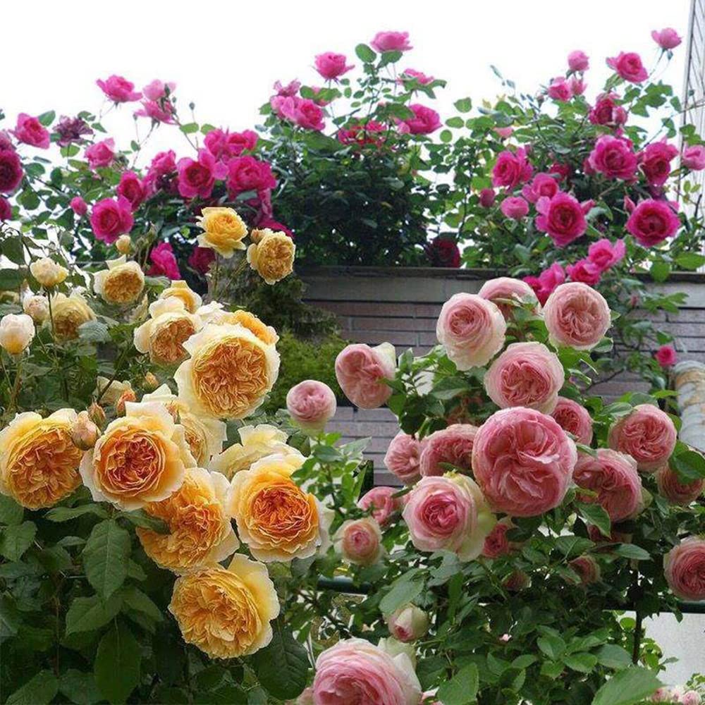 200+ Mix Climbing Rose Seeds for Planting Outdoors Ornamental Climbing Flowers Rosa Bush Vine Climber Long-Blooming