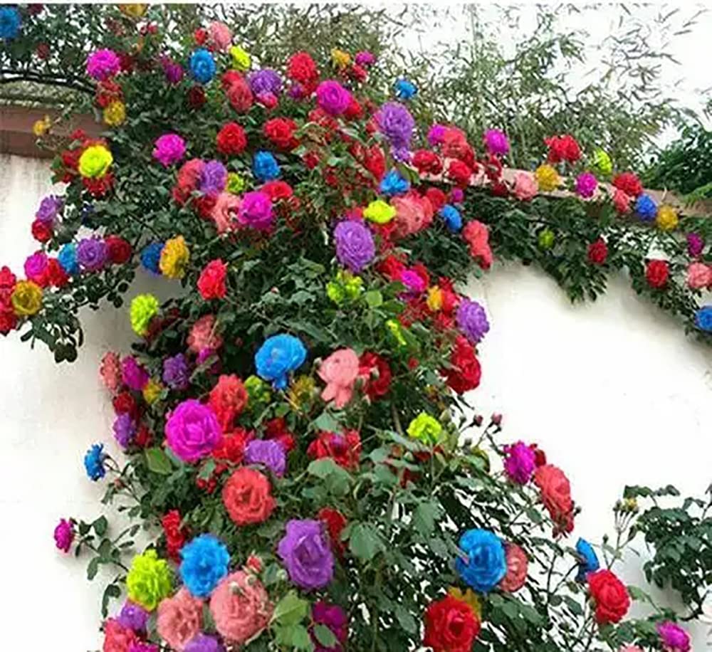 200+ Mix Climbing Rose Seeds for Planting Outdoors Ornamental Climbing Flowers Rosa Bush Vine Climber Long-Blooming